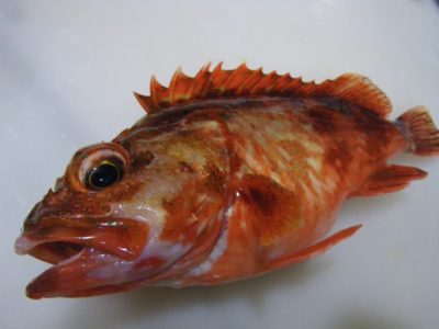 kasago | フィッシングポイント