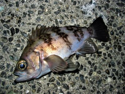 mebaru | フィッシングポイント