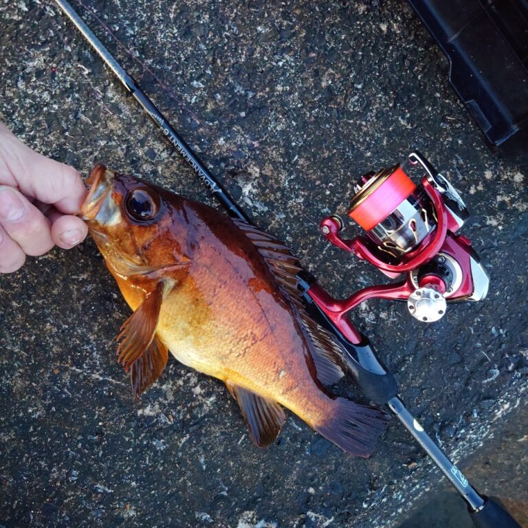 0504ninnninn_mebaru3 | フィッシングポイント