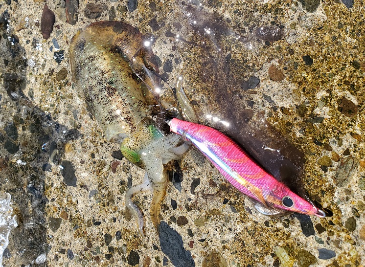 0812morinaga_aori | フィッシングポイント